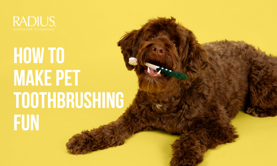 How to Make Pet Toothbrushing Fun: Training Tips & Treat Rewards